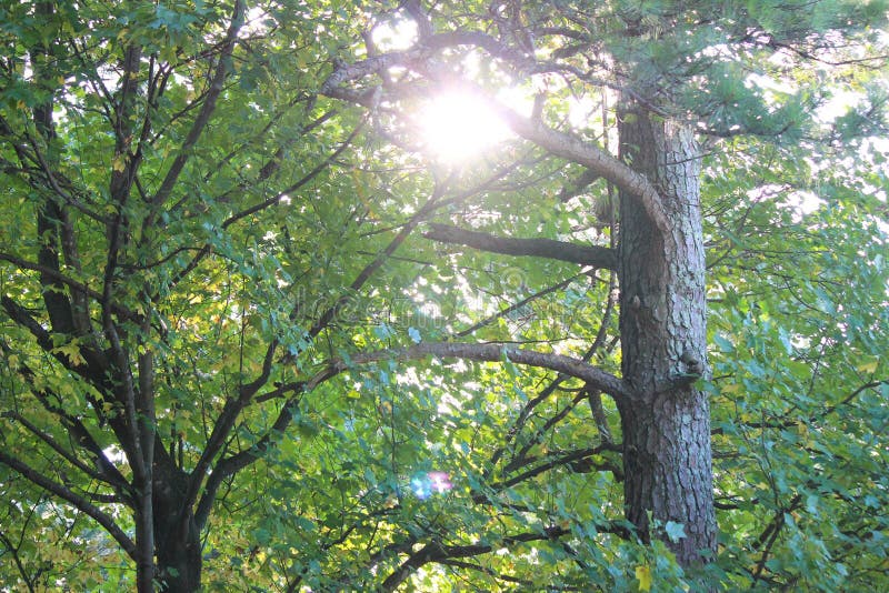 Sunny Tree stock photo. Image of forest, shine, scenery - 45282776