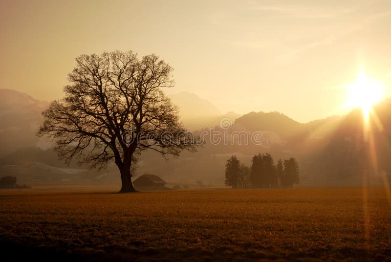 Sunny tree stock photo. Image of tree, mountains, fribourg - 30423148