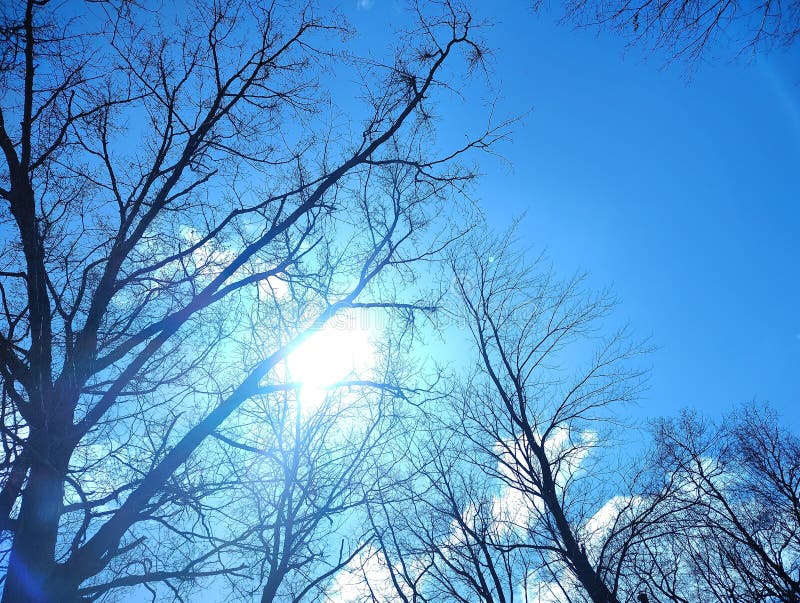 Sunny Tree Tops stock photo. Image of leaf, reflection - 397253334