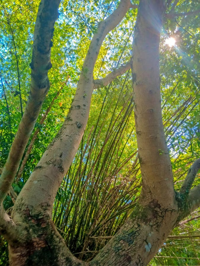 Sunny through the Trees in the Forest Stock Photo - Image of sunny ...