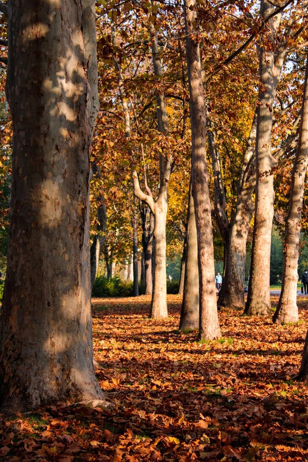 Sunny trees stock image. Image of promenade, daylight - 31426475