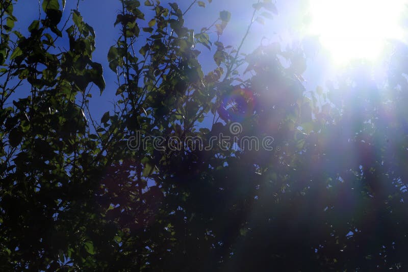 Sunny stock photo. Image of leaves, outdoors, sunny - 101734630