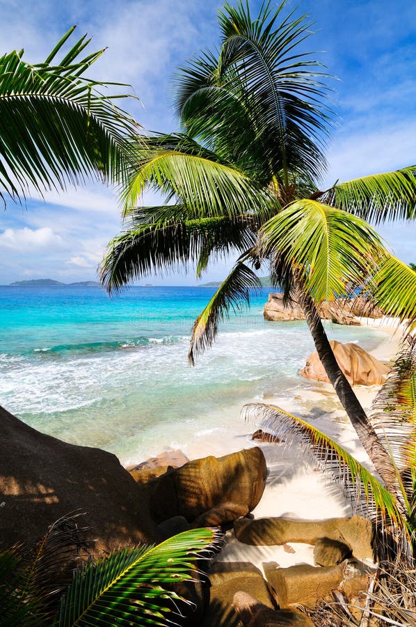 Sunny tropical beach stock photo. Image of island, seychelles - 31401152