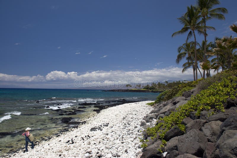 Sunny tropical coastline stock image. Image of bright - 2744861