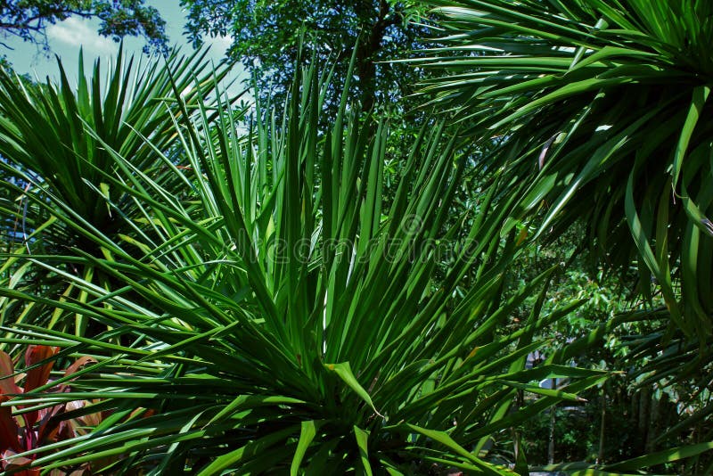 Sunny Tropical Leaves Sharp Bush Close Up Background Jungle Bush Green ...