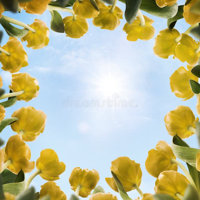 Sunny Tulips stock image. Image of leaf, congratulations - 39783579