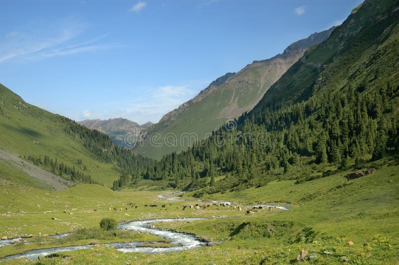 Sunny valley stock photo. Image of stream, rocks, forest - 11915558