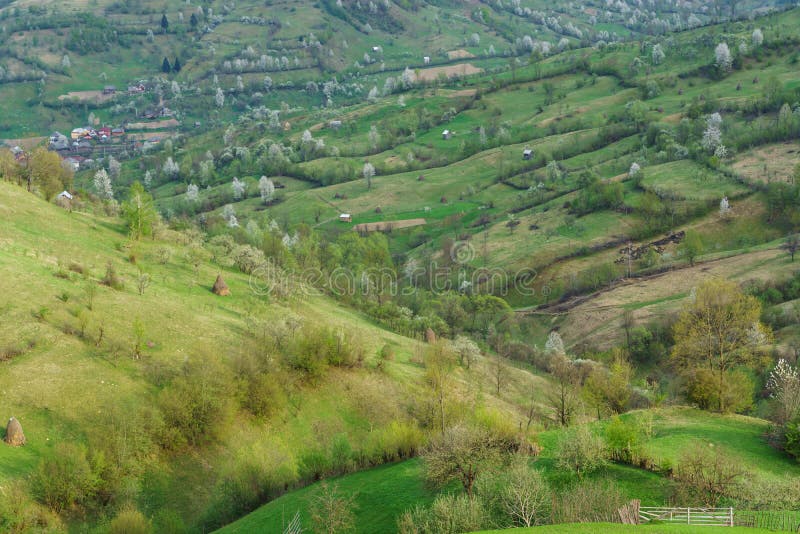 Sunny valley stock photo. Image of morning, forest, travel - 54649714