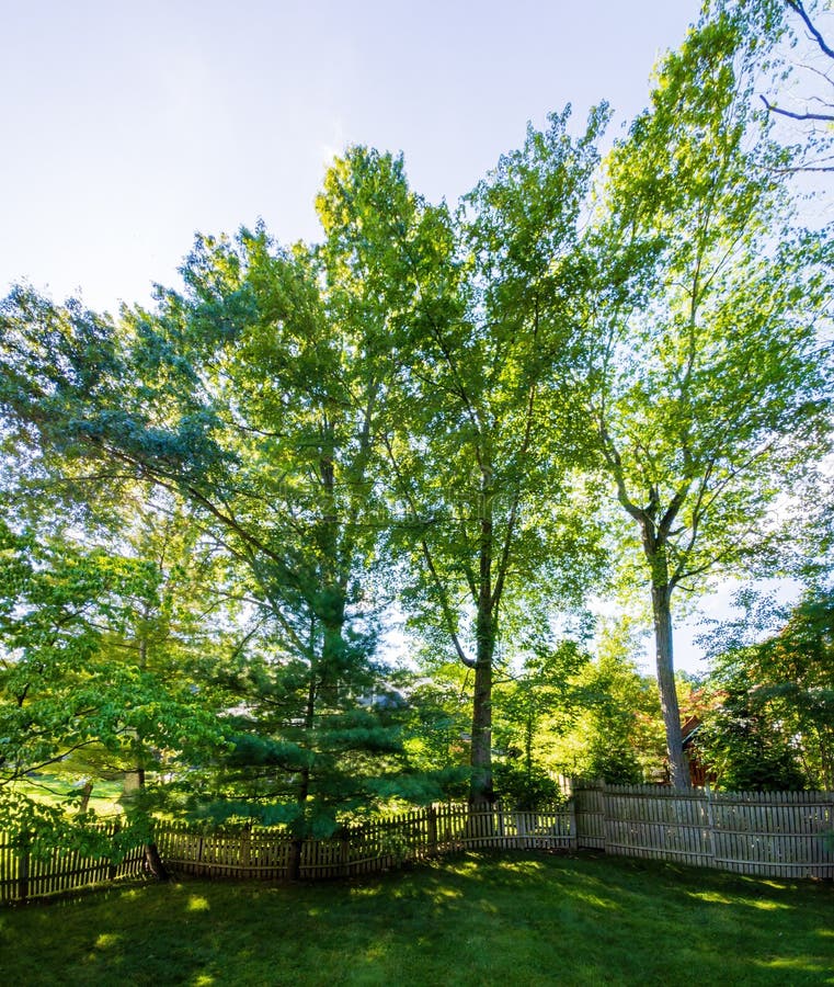 Backyard with trees stock photo. Image of empty, space - 26482026