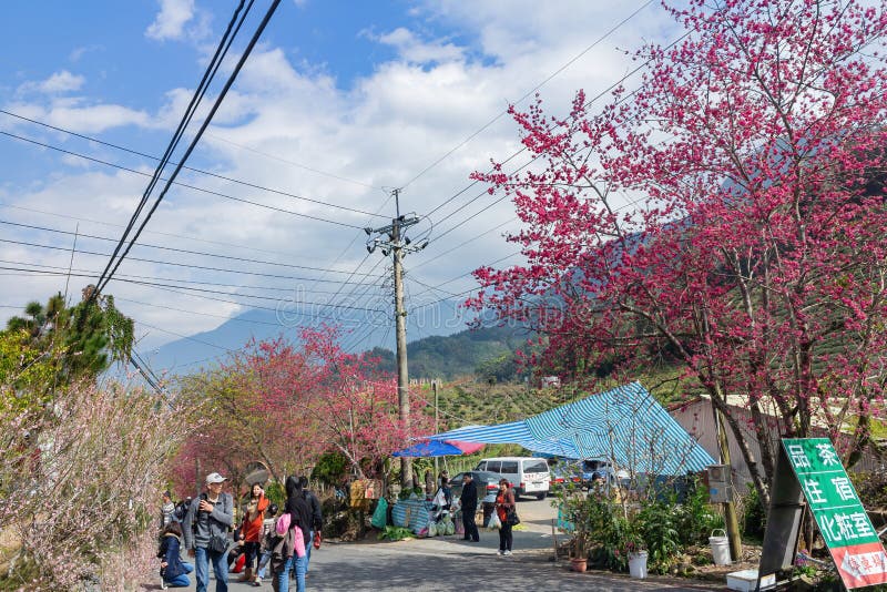 Sunny View of the Beautiful Cherry Blossom Editorial Photo - Image of ...
