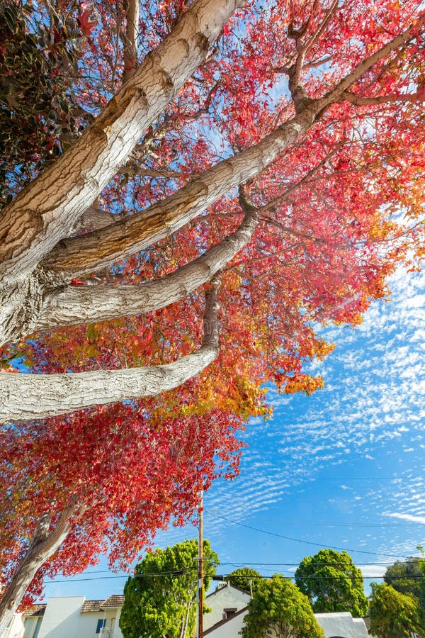 Sunny View of a Beautiful Maple Tree with Fall Color Stock Image ...