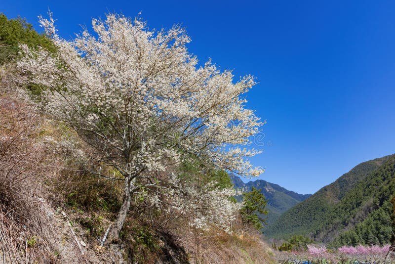 Sunny View of the Beautiful Pear Tree Blossom in Wuling Farm Stock ...