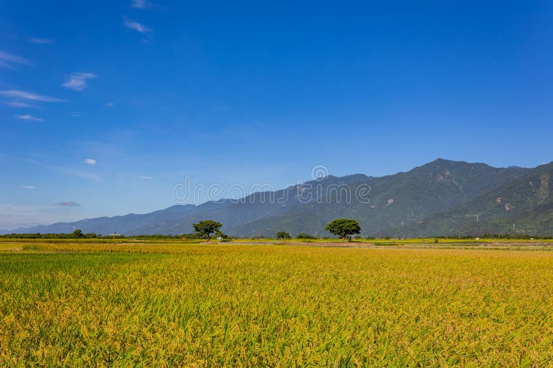 Sunny View of the Beautiful Rice Paddy Field at Chishang Stock Image ...