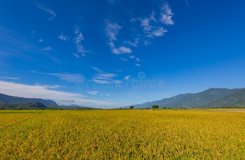 Sunny View of the Beautiful Rice Paddy Field at Chishang Stock Photo ...