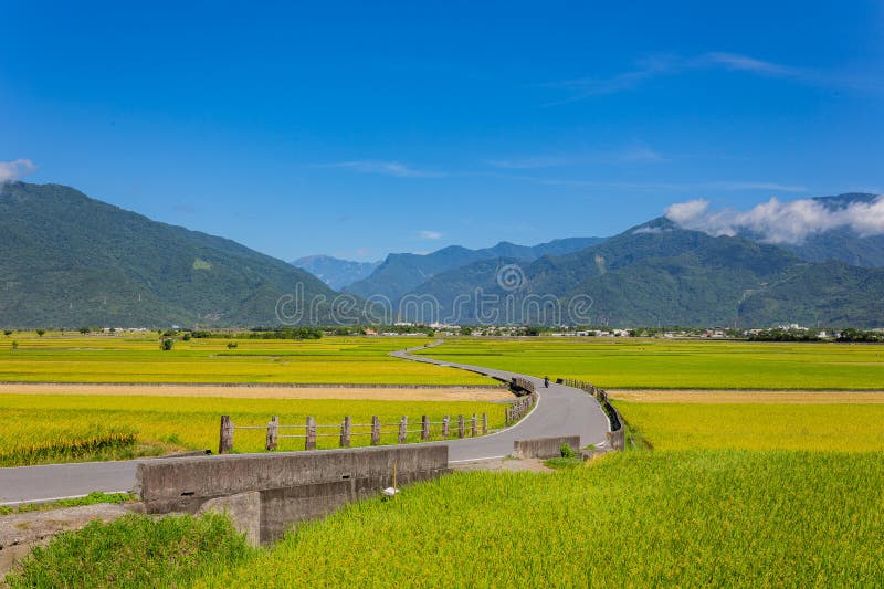 Sunny View of the Beautiful Rice Paddy Field at Chishang Stock Image ...