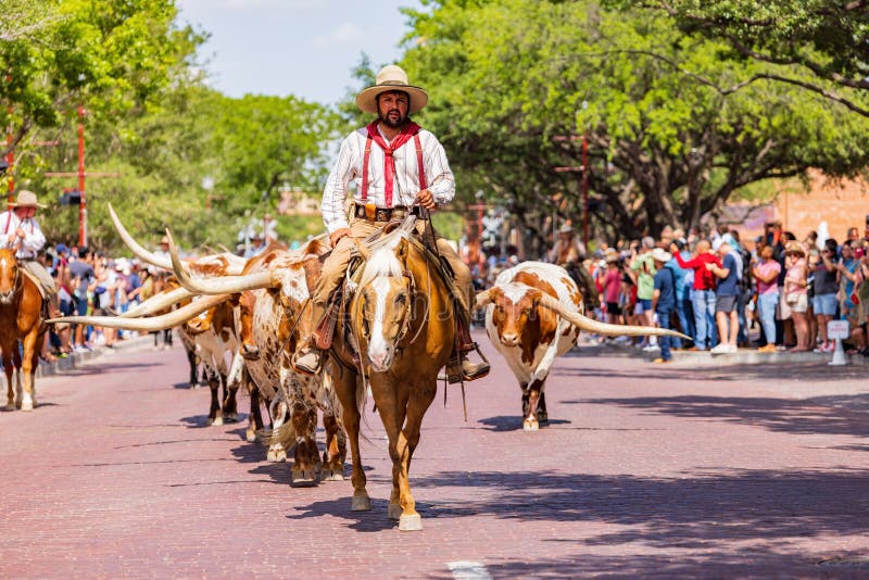 Sunny View of the Cattle Drive Show Editorial Photography - Image of ...
