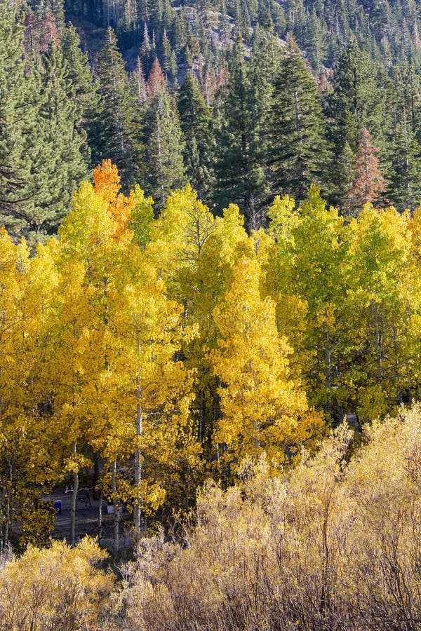 Sunny View of the Fall Color in June Lake Loop Stock Image - Image of ...