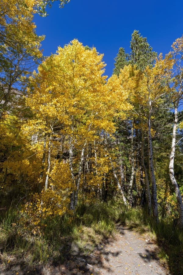 Sunny View of the Fall Color in June Lake Loop Stock Image - Image of ...