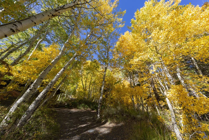 Sunny View of the Fall Color in June Lake Loop Stock Image - Image of ...