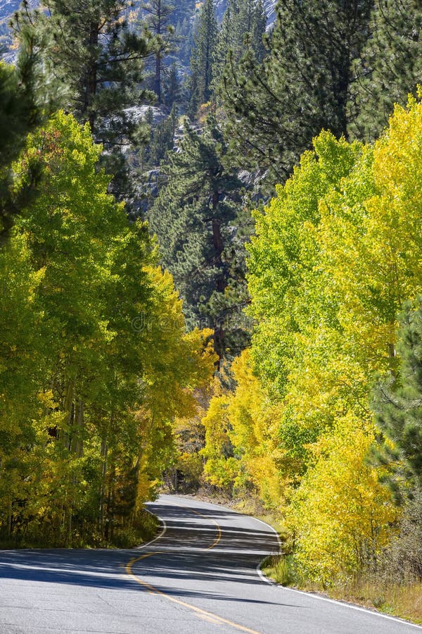Sunny View of the Fall Color in June Lake Loop Stock Photo - Image of ...