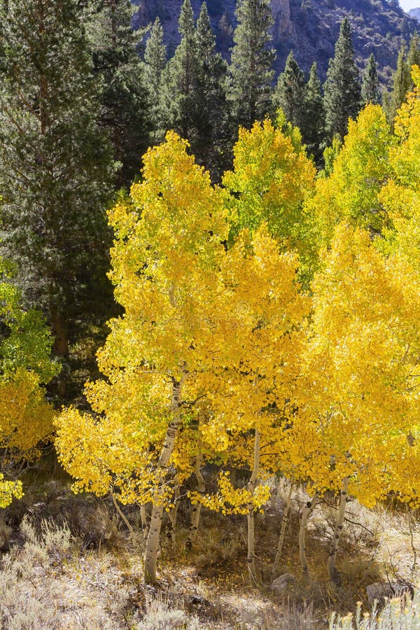 Sunny View of the Fall Color in June Lake Loop Stock Image - Image of ...