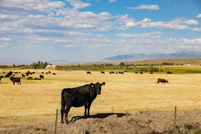 Sunny View of a Farm with Many Cows Stock Image - Image of grazing ...