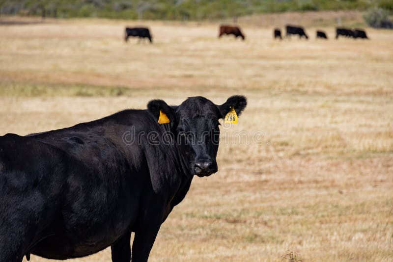 Sunny View of a Farm with Many Cows Stock Photo - Image of travel ...