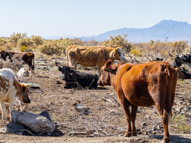 Cows in the Nevada Carson Valley Stock Photo - Image of cows, valley ...