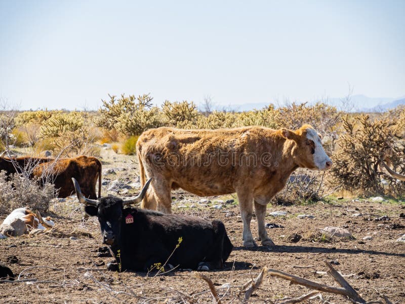 Sunny View of a Farm with Many Cows Stock Image - Image of daytime ...