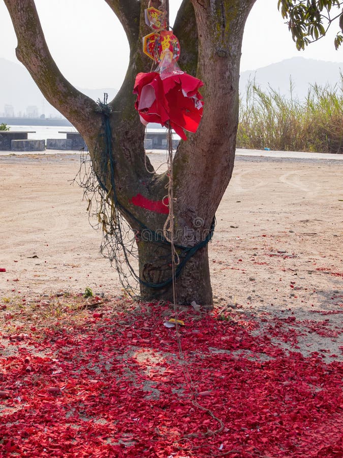 Sunny View of Firecrackers Hanging on Tree Stock Photo - Image of urban ...