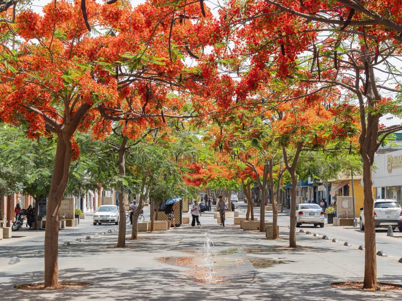 Sunny View of the Flame Tree Blossom Editorial Stock Photo - Image of ...