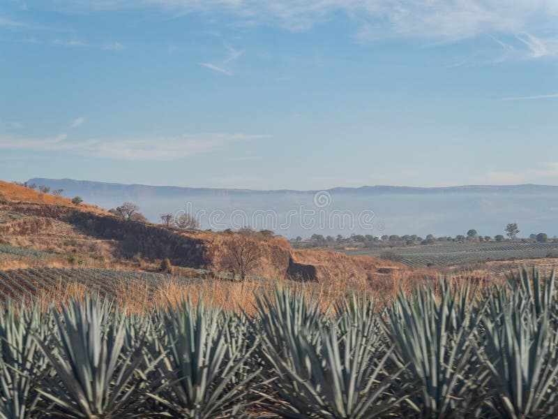 Sunny View of the Tequila Farm Stock Image - Image of town, travel ...