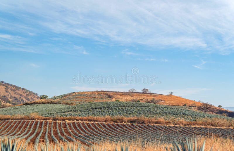 Sunny View of the Tequila Farm Stock Photo - Image of guadalajara ...