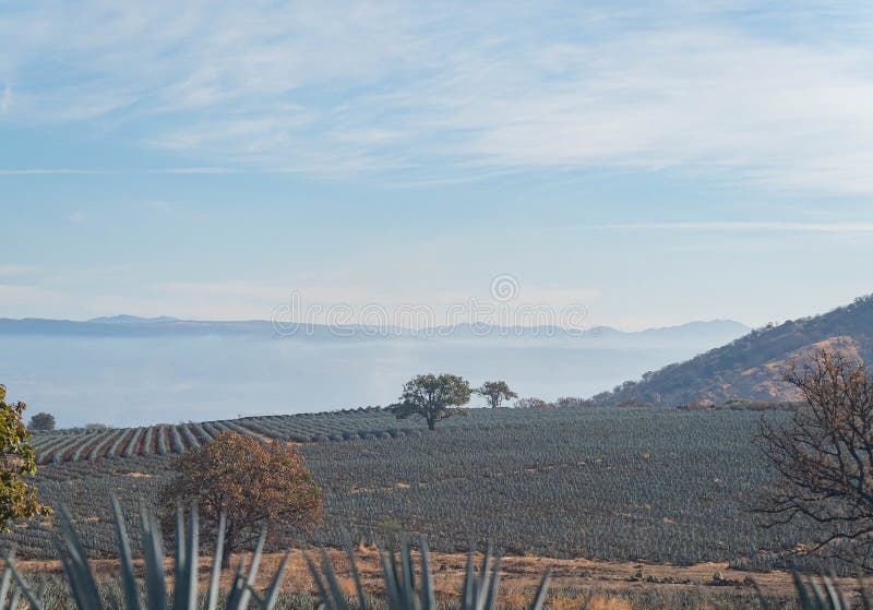 Sunny View of the Tequila Farm Stock Photo - Image of travel, tequila ...