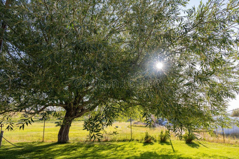 Sunny View of a Tree in the Farm Stock Photo - Image of daytime ...