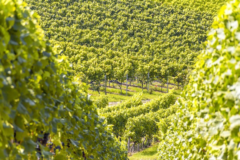Sunny vineyard scenery stock photo. Image of landscape - 103314270