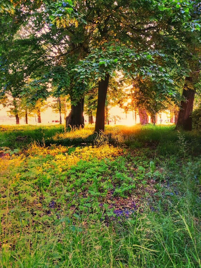 Sunny Walk in the Charming Nature Stock Image - Image of charming ...