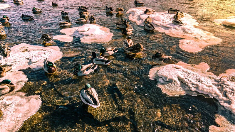 Sunny Warm Tone Over the Ducks on Icy River Stock Photo - Image of ...