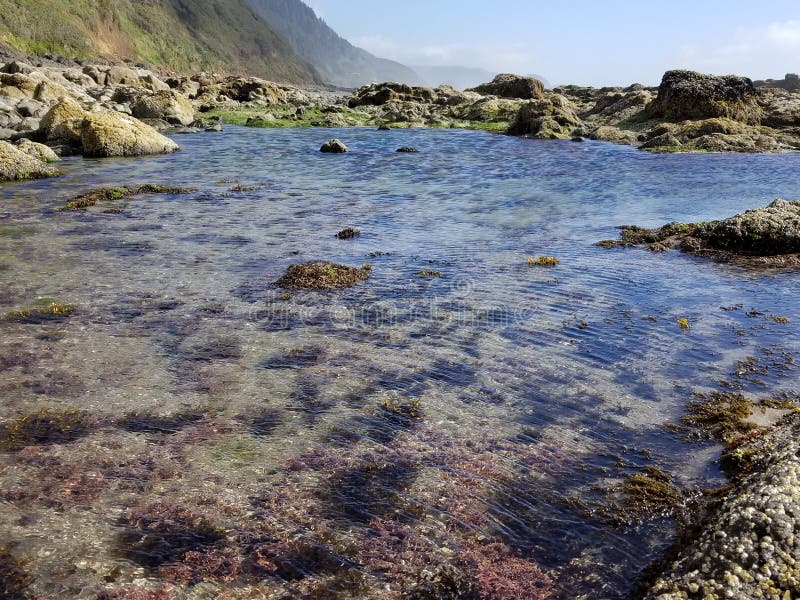 Crystal Clear Tide Pool stock photo. Image of waters - 120153422