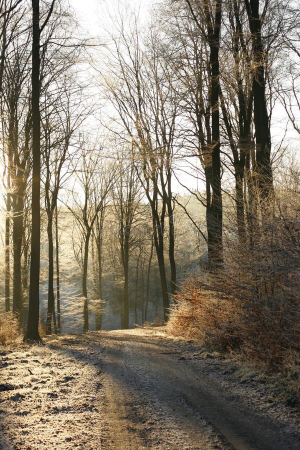 Sunny way stock photo. Image of winter, hoarfrost, bush - 12026876