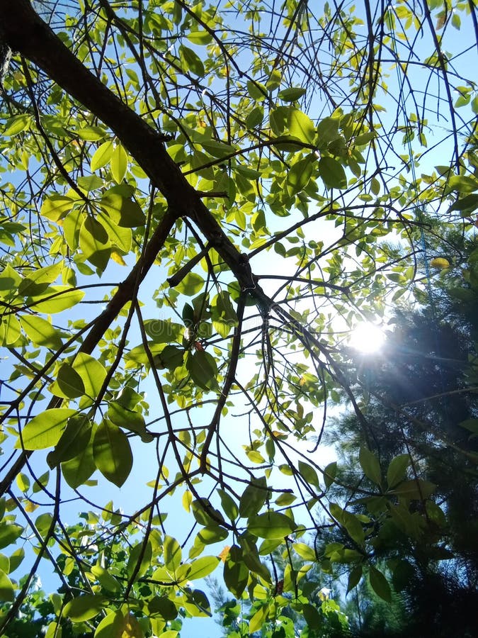 Sunny Weather on the Beach Under the Trees Stock Image - Image of ...