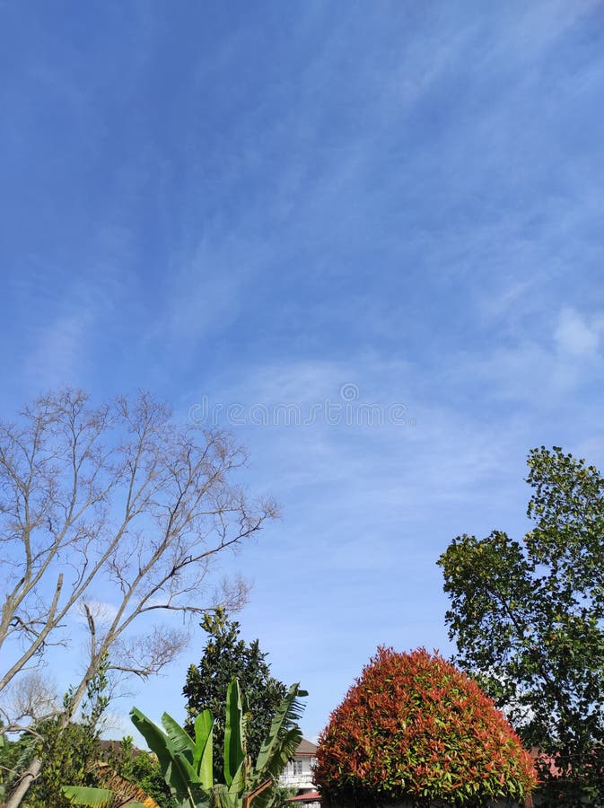 Sunny Weather Cheering Up the Trees Stock Image - Image of summer ...