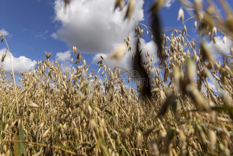 Sunny Weather in the Field with a Harvest of Oats Stock Image - Image ...