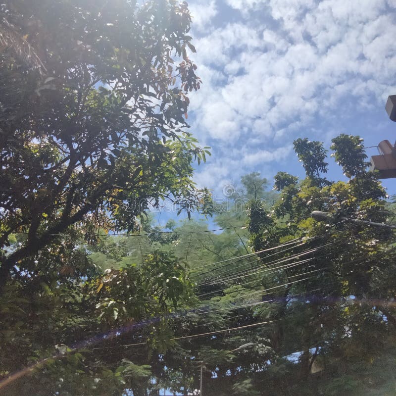 Sunny Weather Full of Leaves and Trees are Very Beautiful Stock Image ...