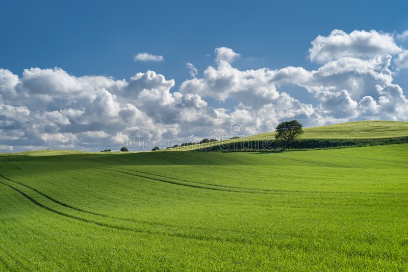 Landscape stock photo. Image of grass, countryside, cumulus - 247966520