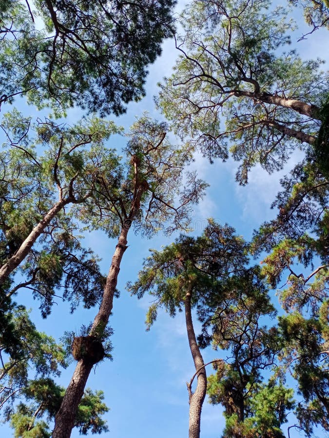 Sunny weather pinery stock image. Image of sunlight - 265441353