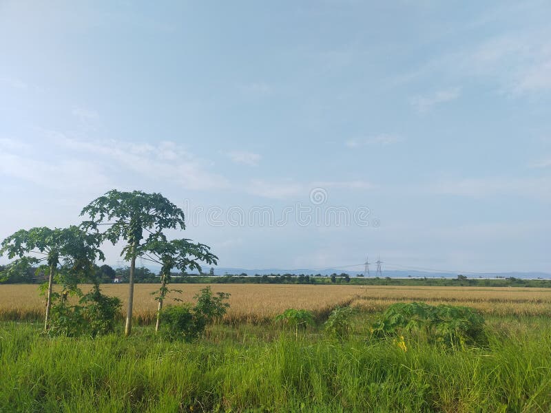 Sunny Weather in the Rice Fields on the Village Stock Photo - Image of ...