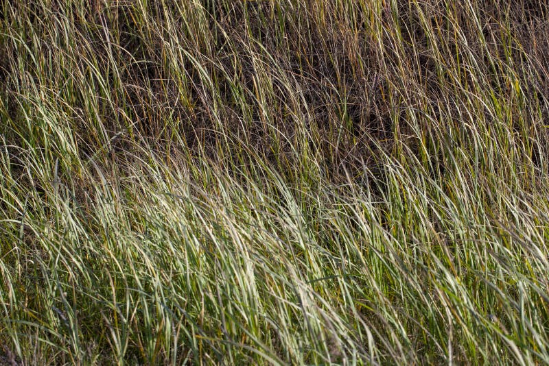 Sunny Weather in Spring in Nature with Green Plants and Grass Stock ...
