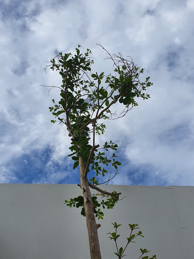 Sunny weather and tree stock photo. Image of tree, sunny - 263568992