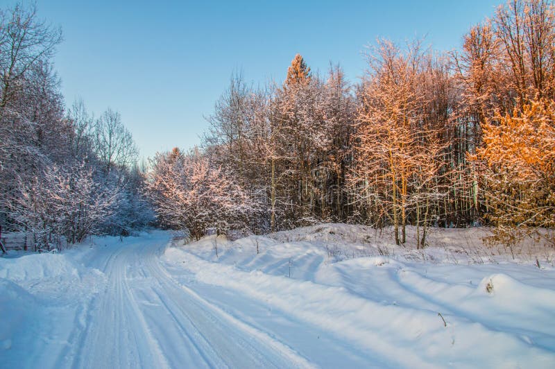 Sunny Weather . Winter Forest Landscape, Snow Stock Photo - Image of ...